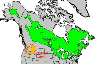 Watching the World Wake Up: Montana Part 1: Missoula Weeds, Larches and ...
